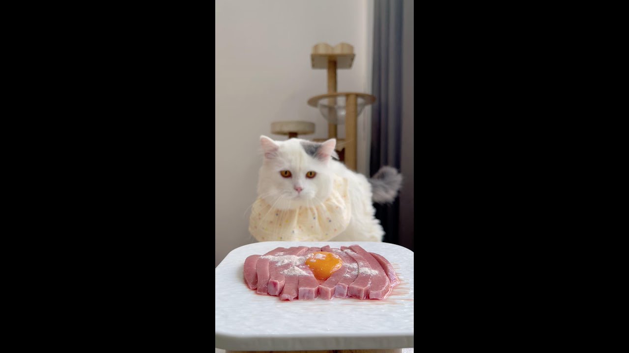 A day of immersive suo raw flesh and blood# cat# cat raw flesh and ...