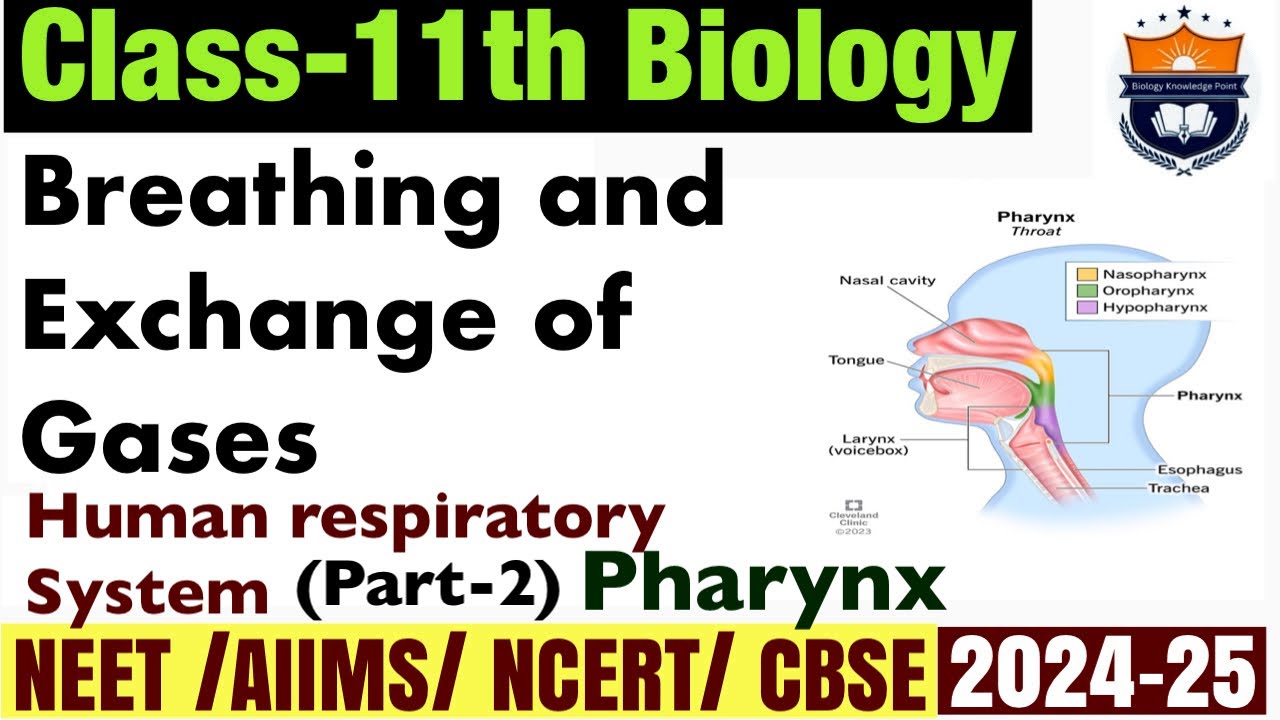 Human Respiratory System (part-2) -Pharynx | Breathing and exchange of ...