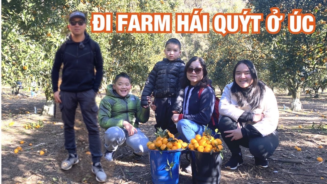 🇦🇺Cuộc sống Úc ||ĐI FARM NGƯỜI ÚC HÁI QUÝT,TRÁI NHIỀU HƠN LÁ, NGẮM CẢNH ...