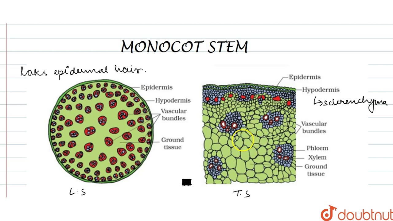 Monocot Stem Cross Section