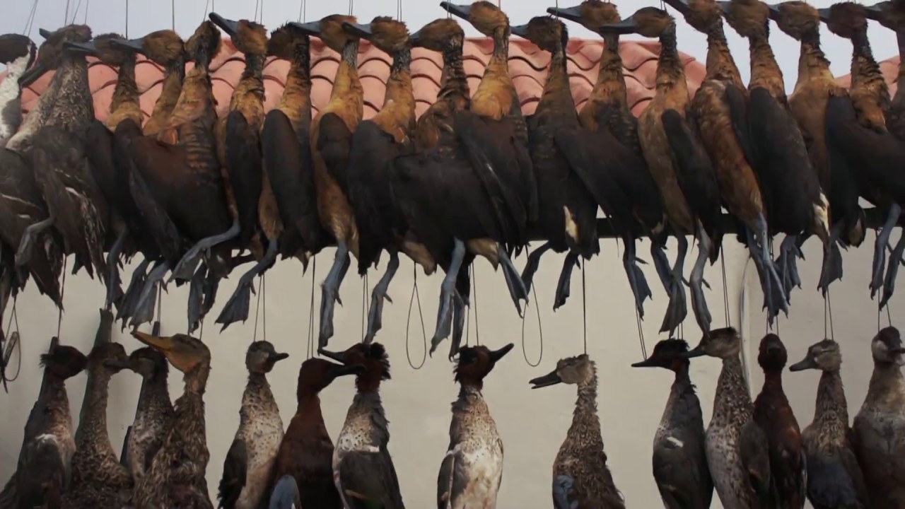 Mexico Guided Waterfowl Hunts with UWC Adventures - YouTube