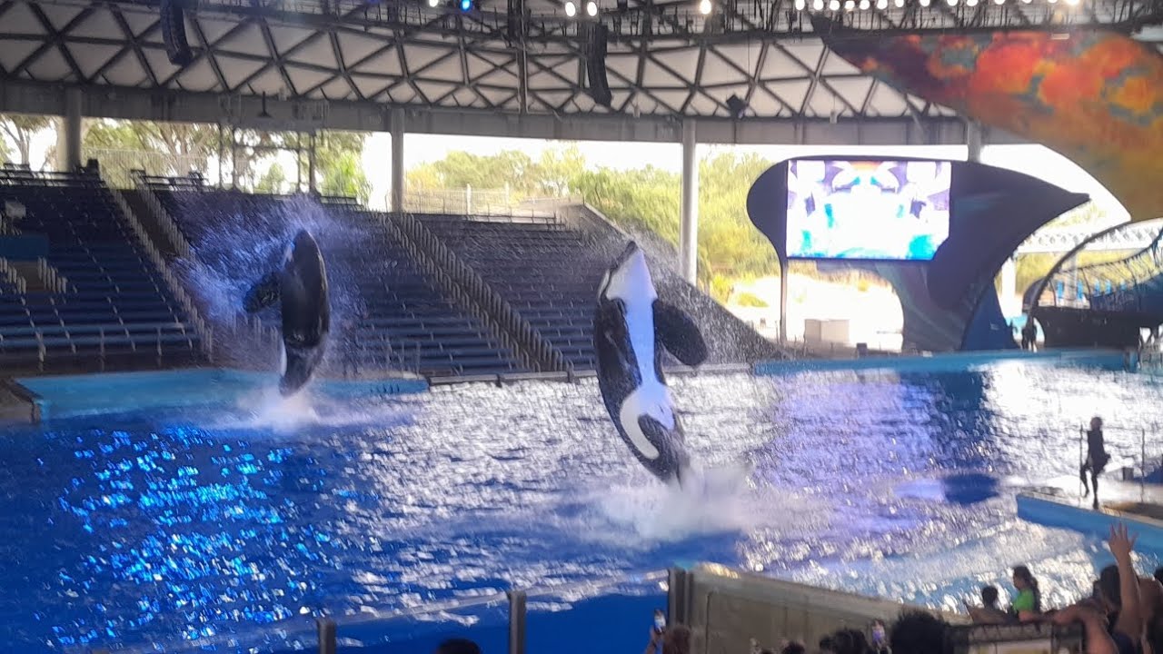 One Song Orca Encounter SeaWorld San Antonio 8/22/23 - YouTube