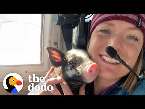 600-Pound Disabled Pig Is Her Daddy’s Little Girl | The Dodo