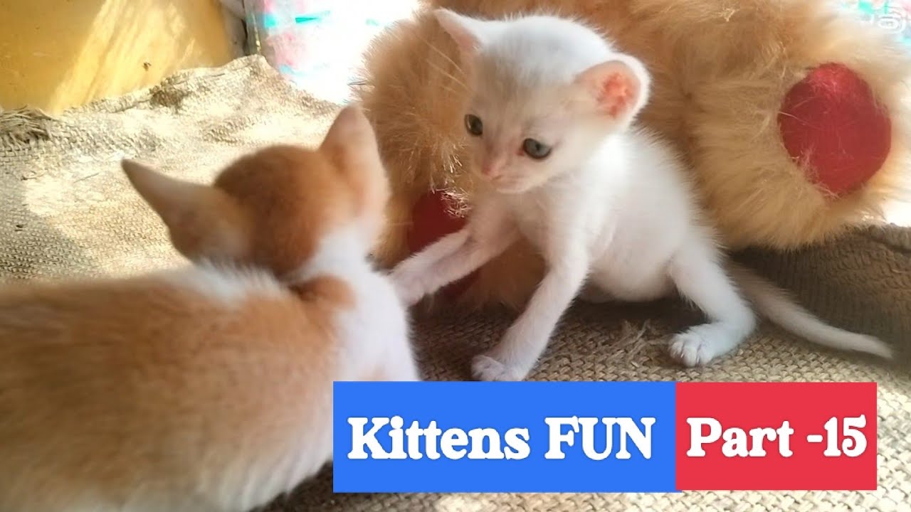 kittens meowing | kittens Funny moments | cats compilation - Part 15 ...