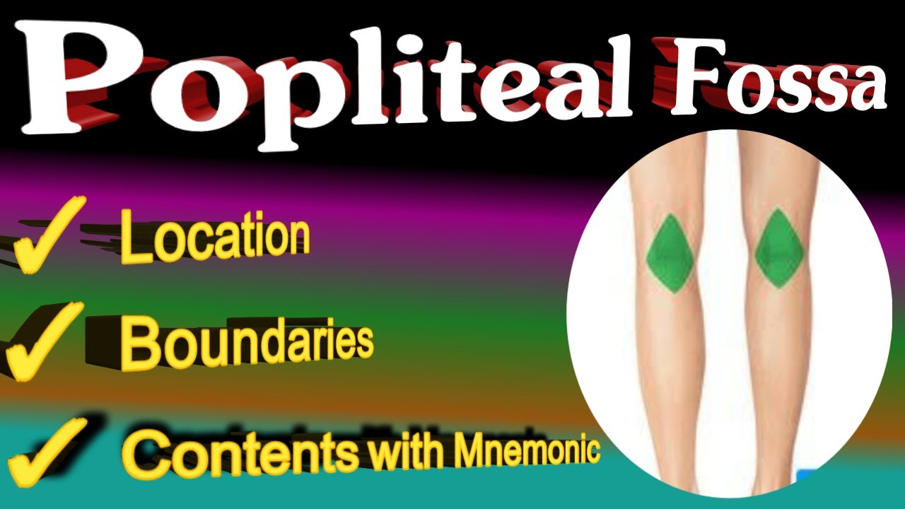 popliteal fossa anatomy | mnemonic - YouTube