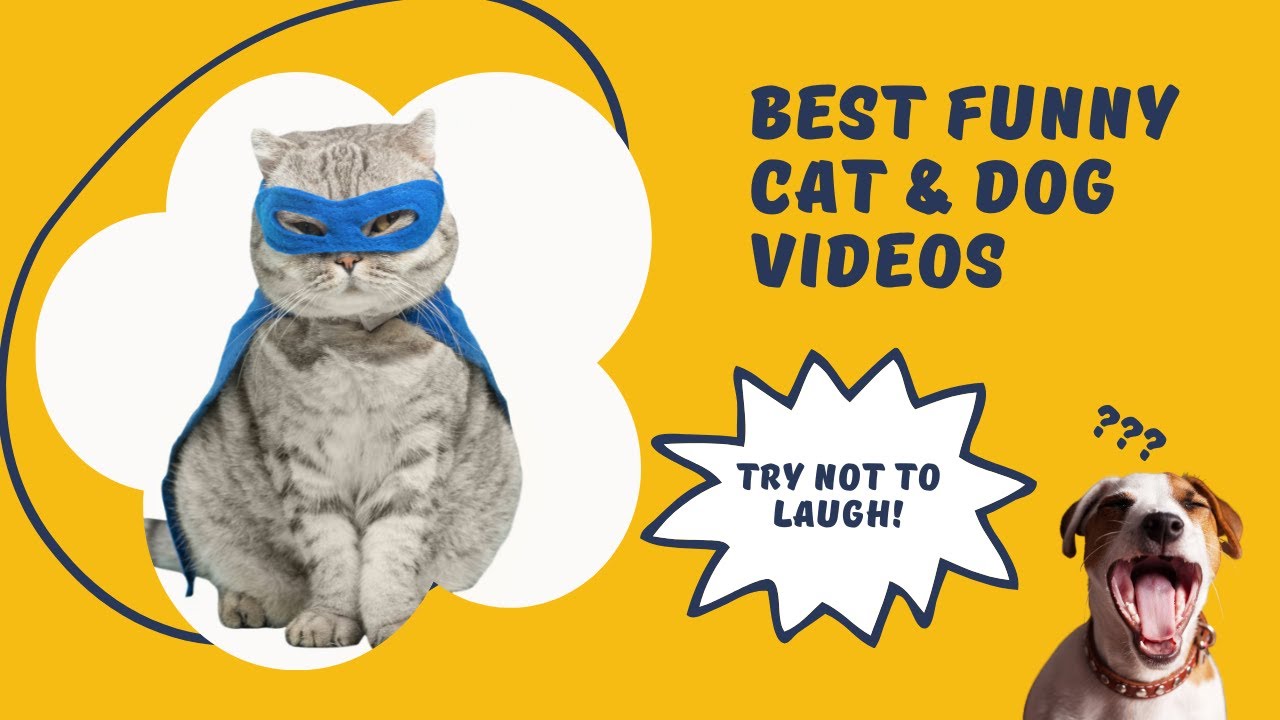 OMG, So Funny Video Of Cats And Dogs - Most Viral Funny And Cat Videos ...