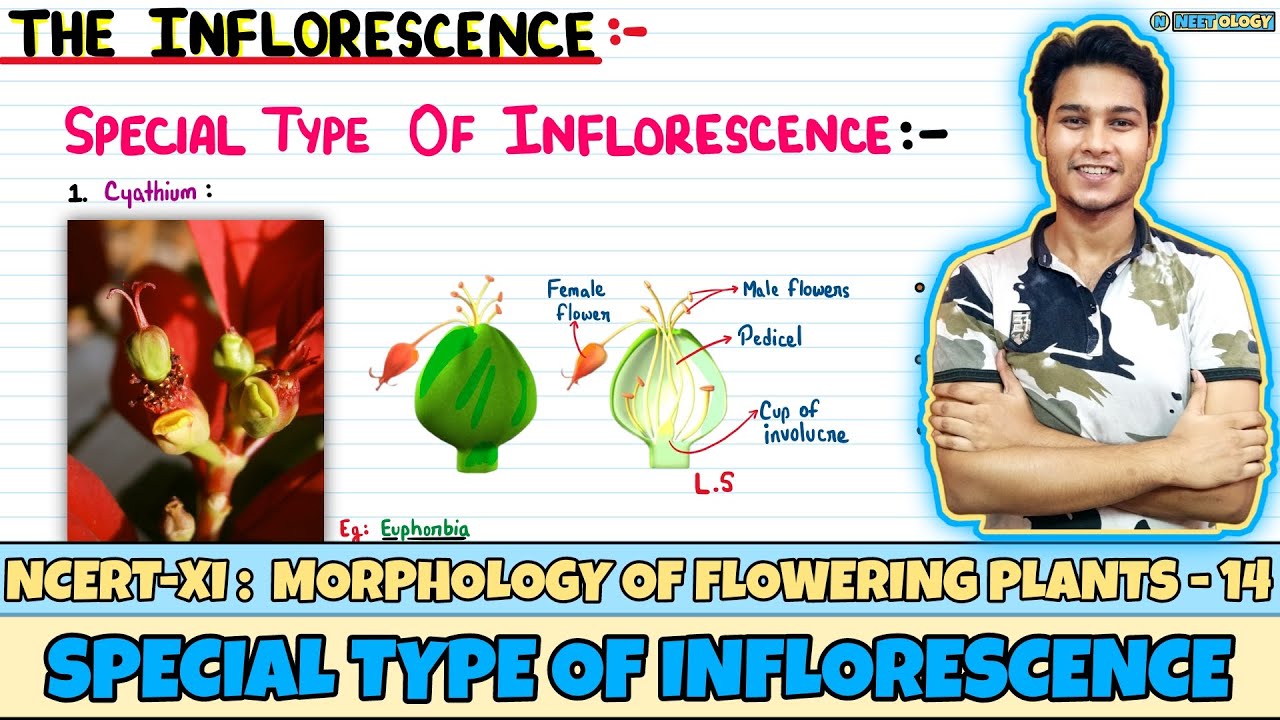 Morphology of Flowering Plants| Lec 14- Special Type of Inflorescence ...