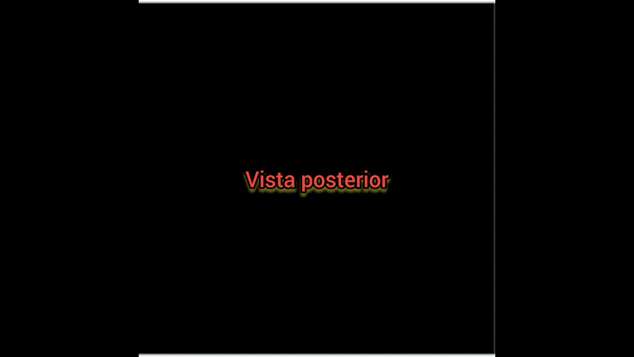 Evaluación postural con línea de plomada - YouTube