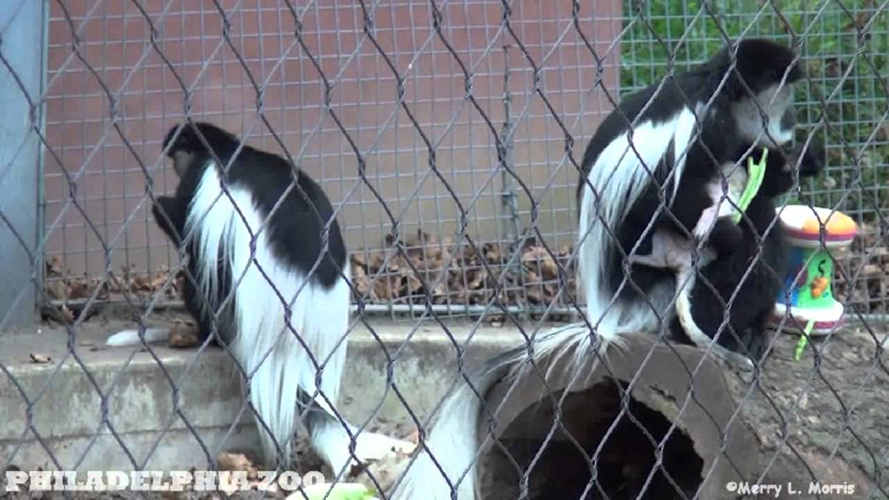 Philadelphia Zoo Colobus Monkeys Now Have FOUR Babies! - YouTube