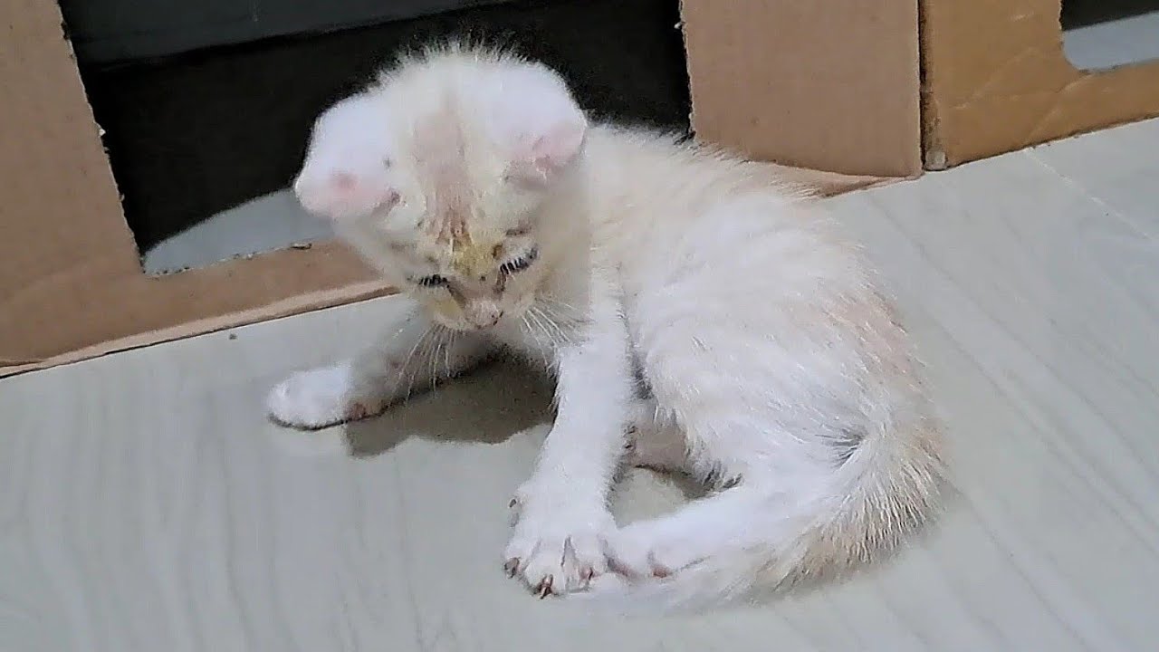 cute kitten trying to catch it's own tail - YouTube