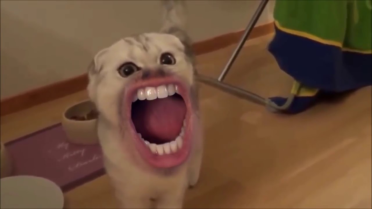Markiplier MEOW at Different Speeds - YouTube
