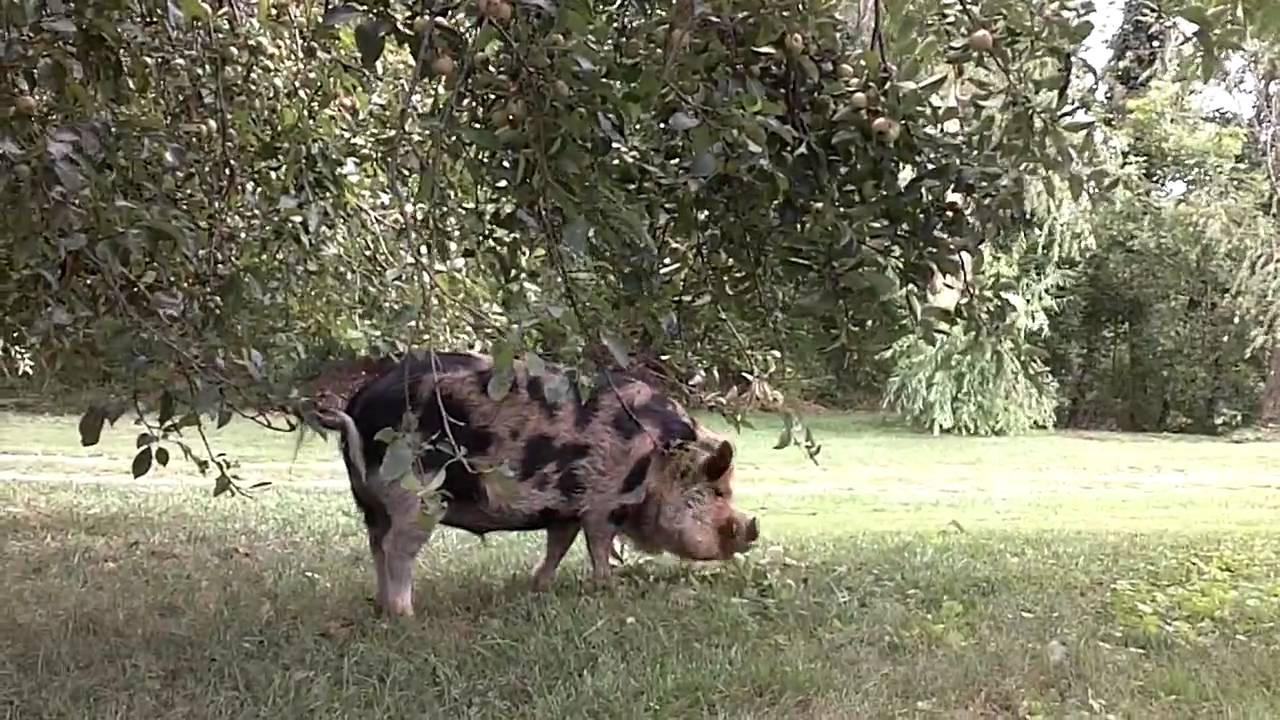 Monkey pig - YouTube