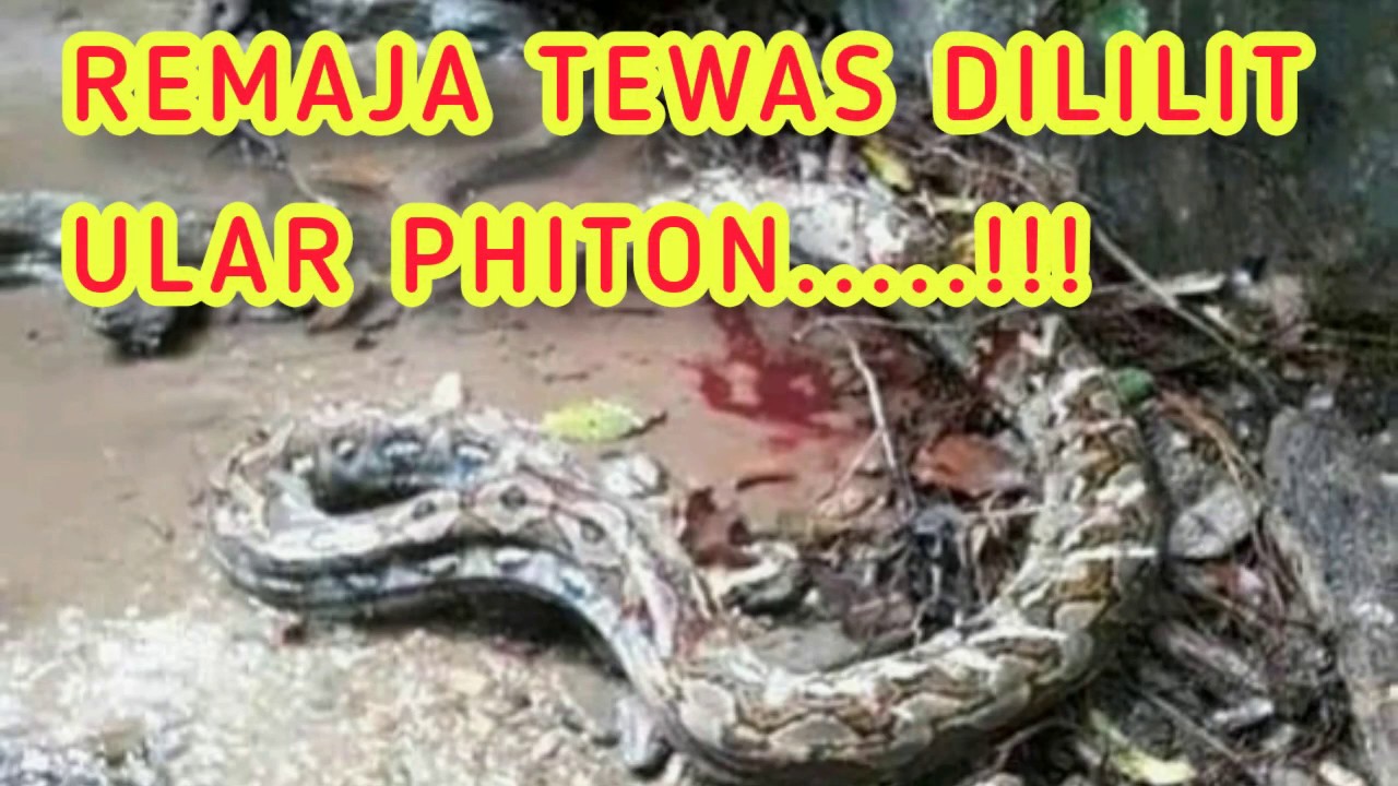 MENINGGAL DILILIT ULAR PHITON, REMAJA INI AWALNYA ISENG MENGGODA ULAR TERSEBUT !!! - YouTube