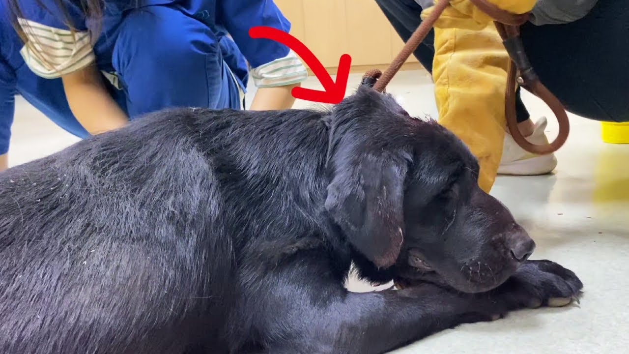 “It Hurts So Much”The Stray Dog Was Covered In Scars, Howling In Pain ...