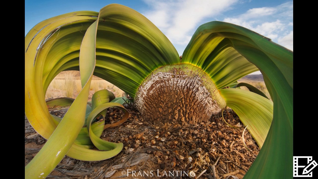Gnetophyta Example Ginkgophyta Characteristics