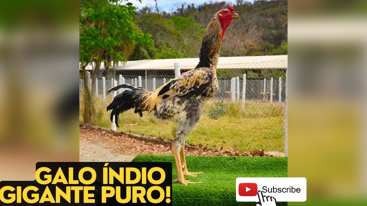 Como Criar Índio Gigante Do Jeito Certo. - YouTube