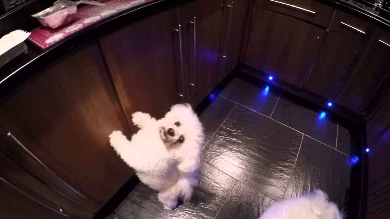 BICHON FRISE DOGS LOVING RAW FOOD - YouTube