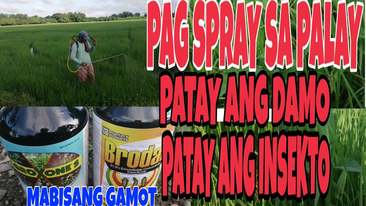 PAG SPRAY SA PALAY PAMATAY DAMO AT INSECTICIDE RICE FARMING BUHAY BUKID ...