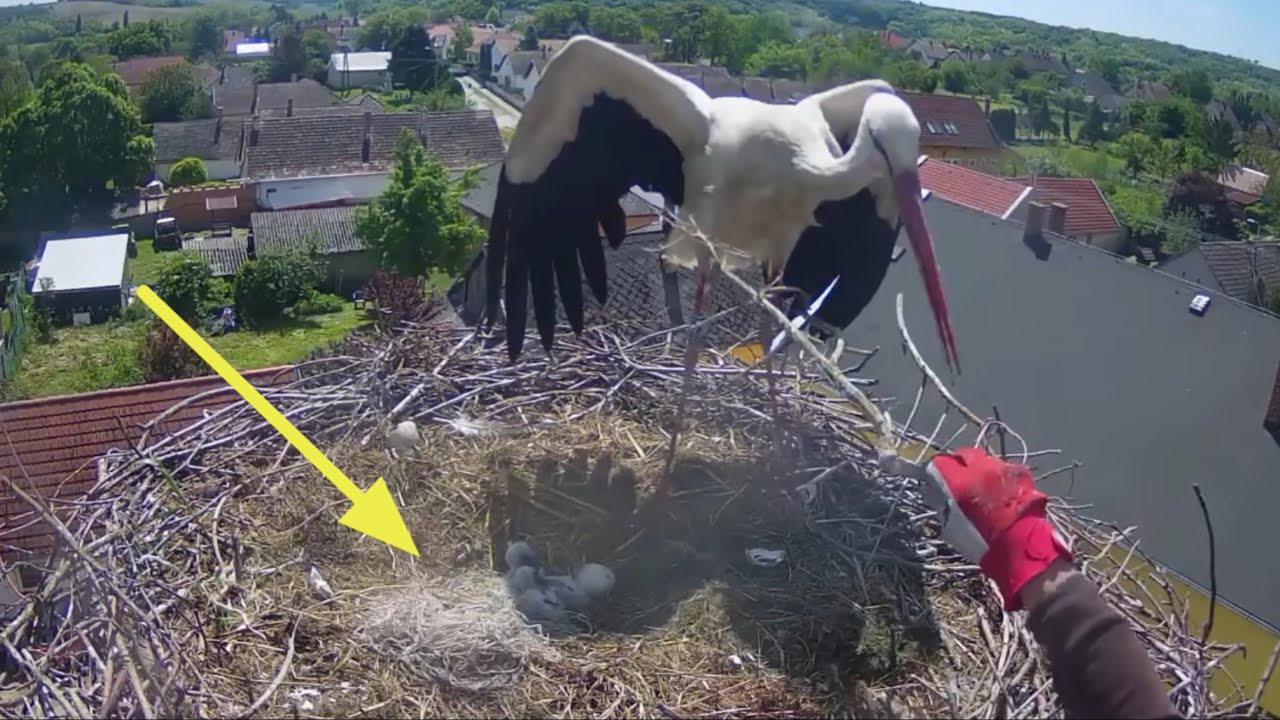 Storks Dad brings string which is removed immediately | White Storks ...