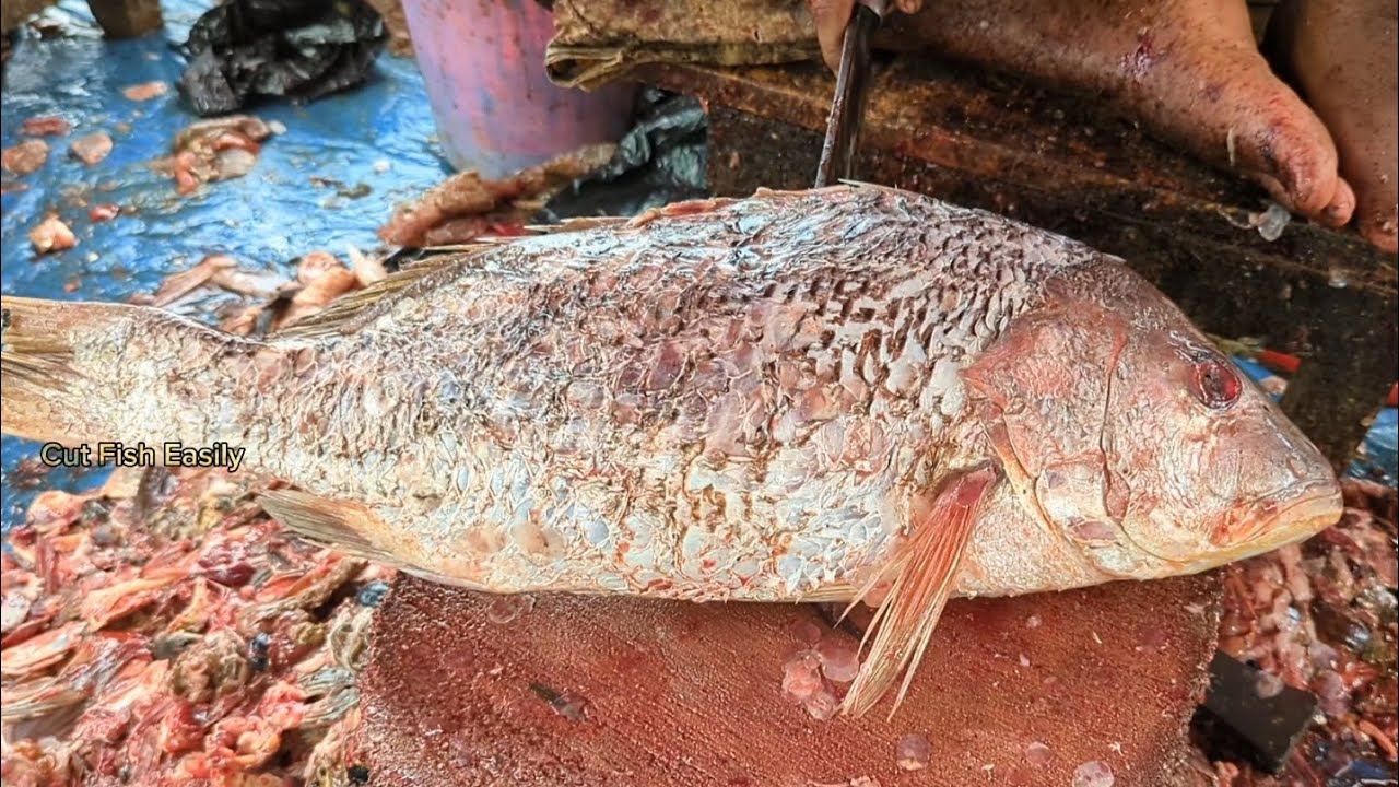 😱😱 Biggest Giant Tiger Snapper Fish Cutting || Big Fish Live: Cutting ...