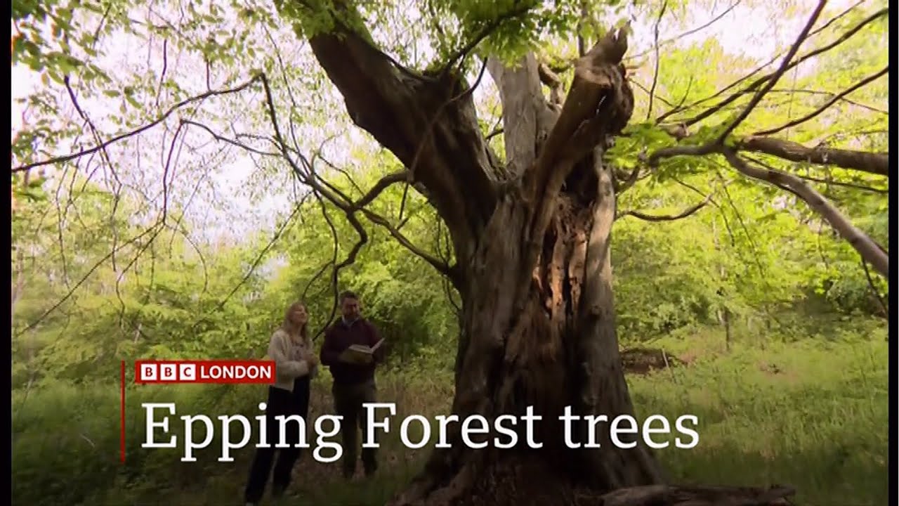 Epping Forest trees that inspired Brambly Hedge book in London (UK) - YouTube