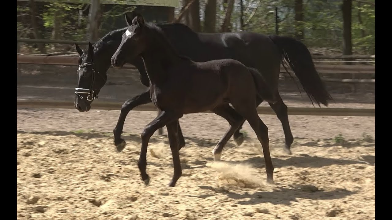*2020 Hengst von Blue Hors Zackorado - Dressage Royal SOLD!!! - YouTube
