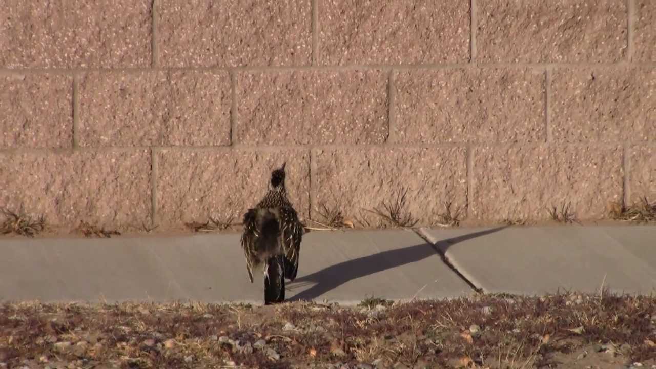 A Real Live Roadrunner - Up Close! - YouTube