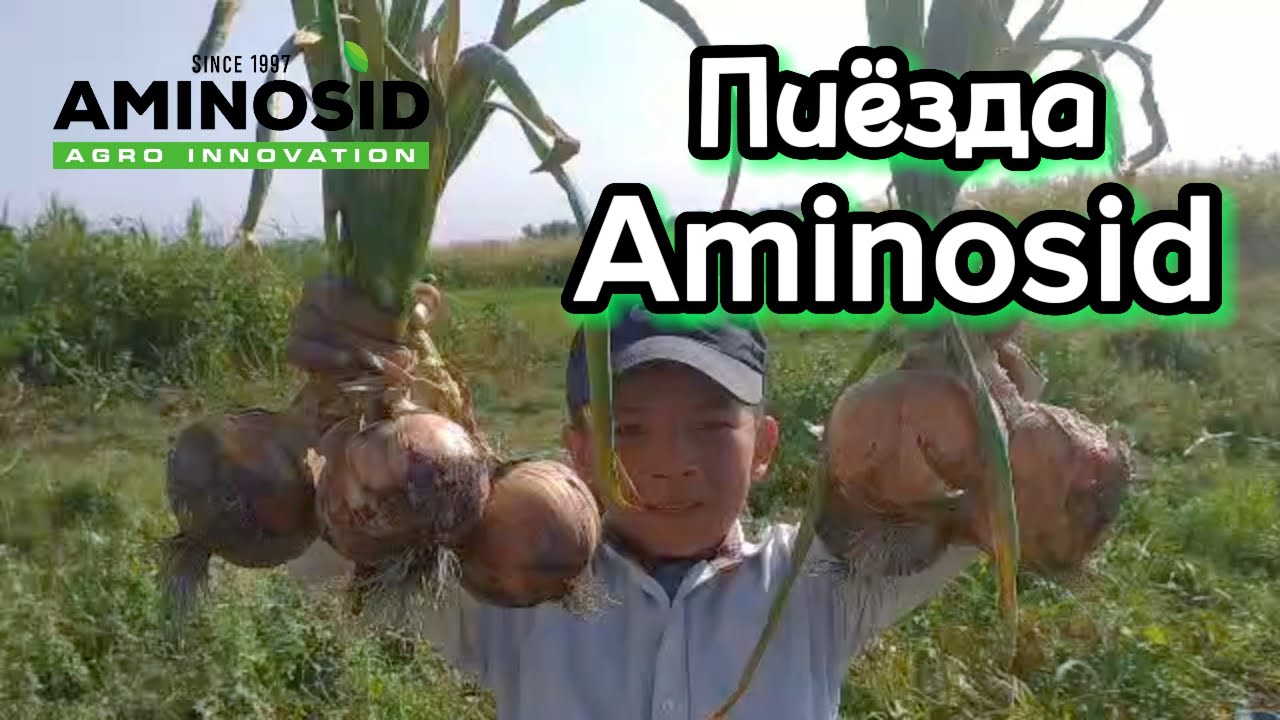 Пиёзда Aminosid натижасига ўзингиз бахо беринг - YouTube