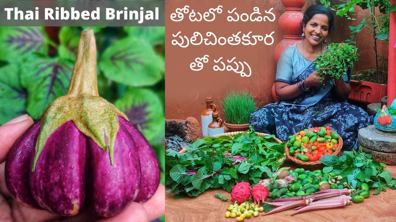 Thai Ribbed Brinjal,Pulichintha Kura,Dragon Fruits,Barry Crazy Tomato ...