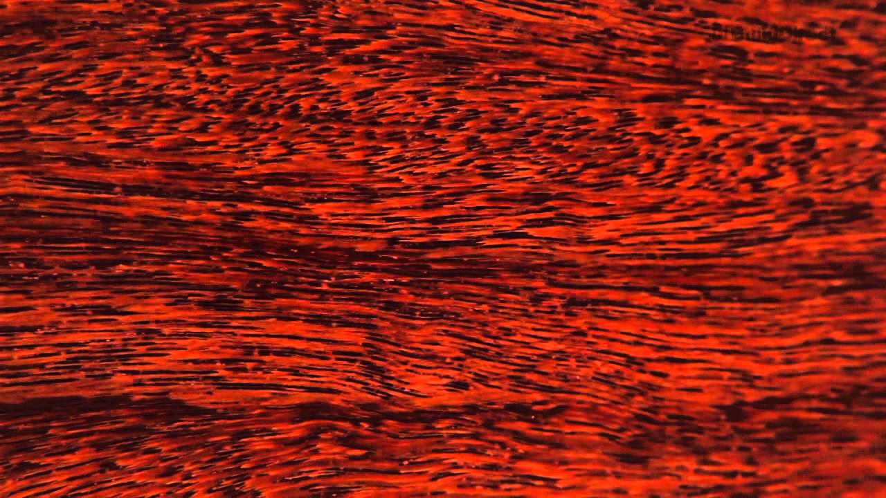 Mazama Smooth South American Hardwood Cappuccino 5" -- Hardwood ...