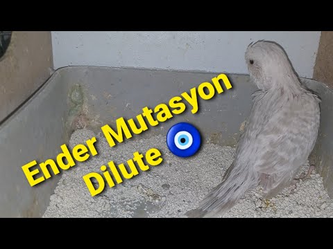 Muhabbet Kuşları Genel Durum Dilute Muhabbet Kuşu Mutasyon Yakaladık