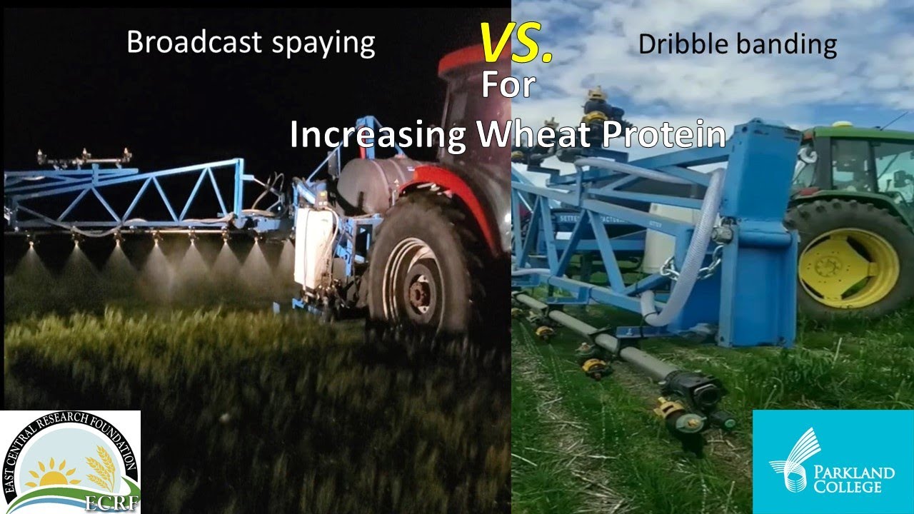 WARC Crop OPP: Increasing Wheat Protein with Post-emergent Applications ...