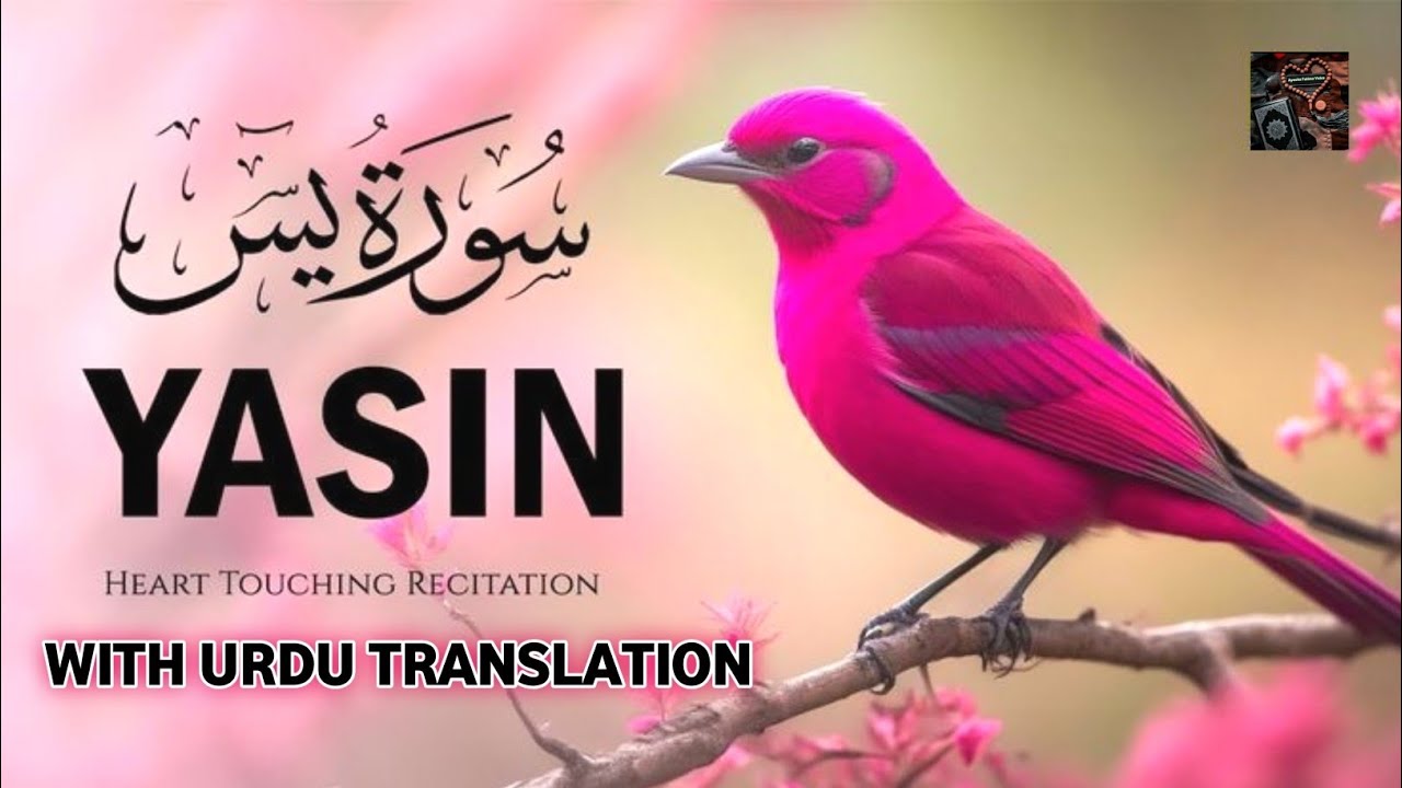 Surah Yaseen Mix Surah Rahman with urdu Translation | Beautiful Quran ...