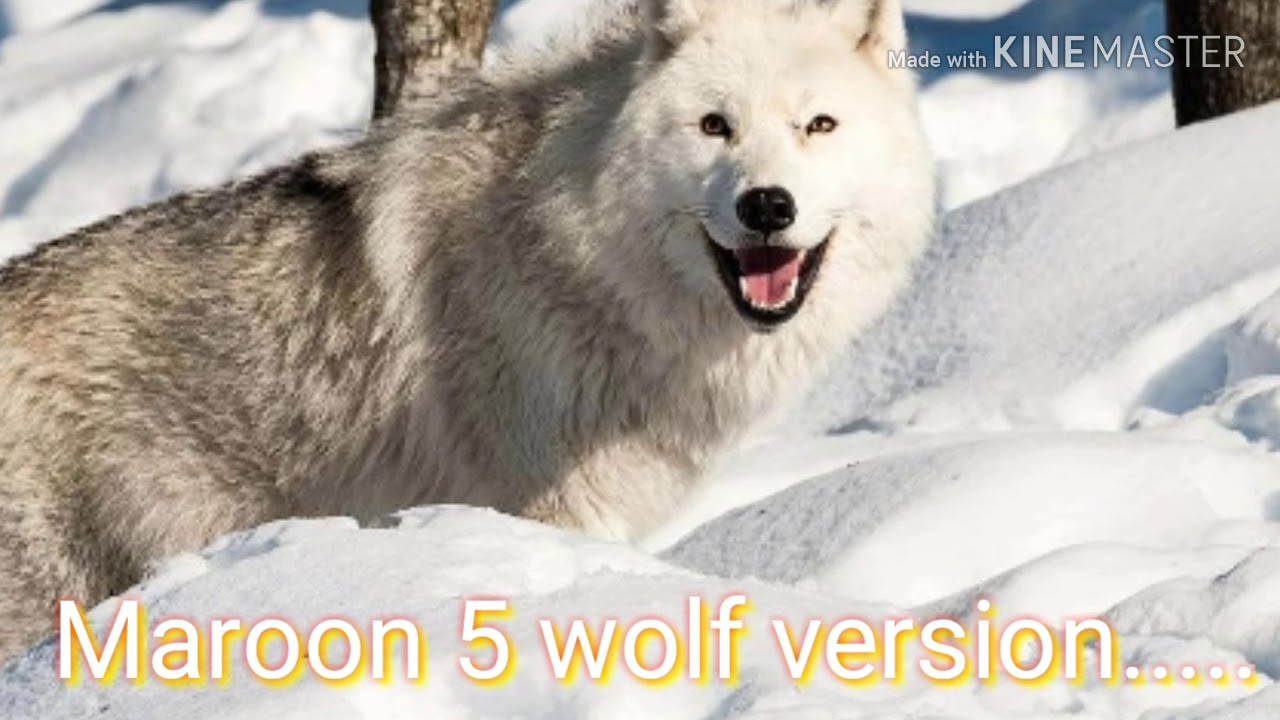 Maroon 5 animal (wolf version) - YouTube