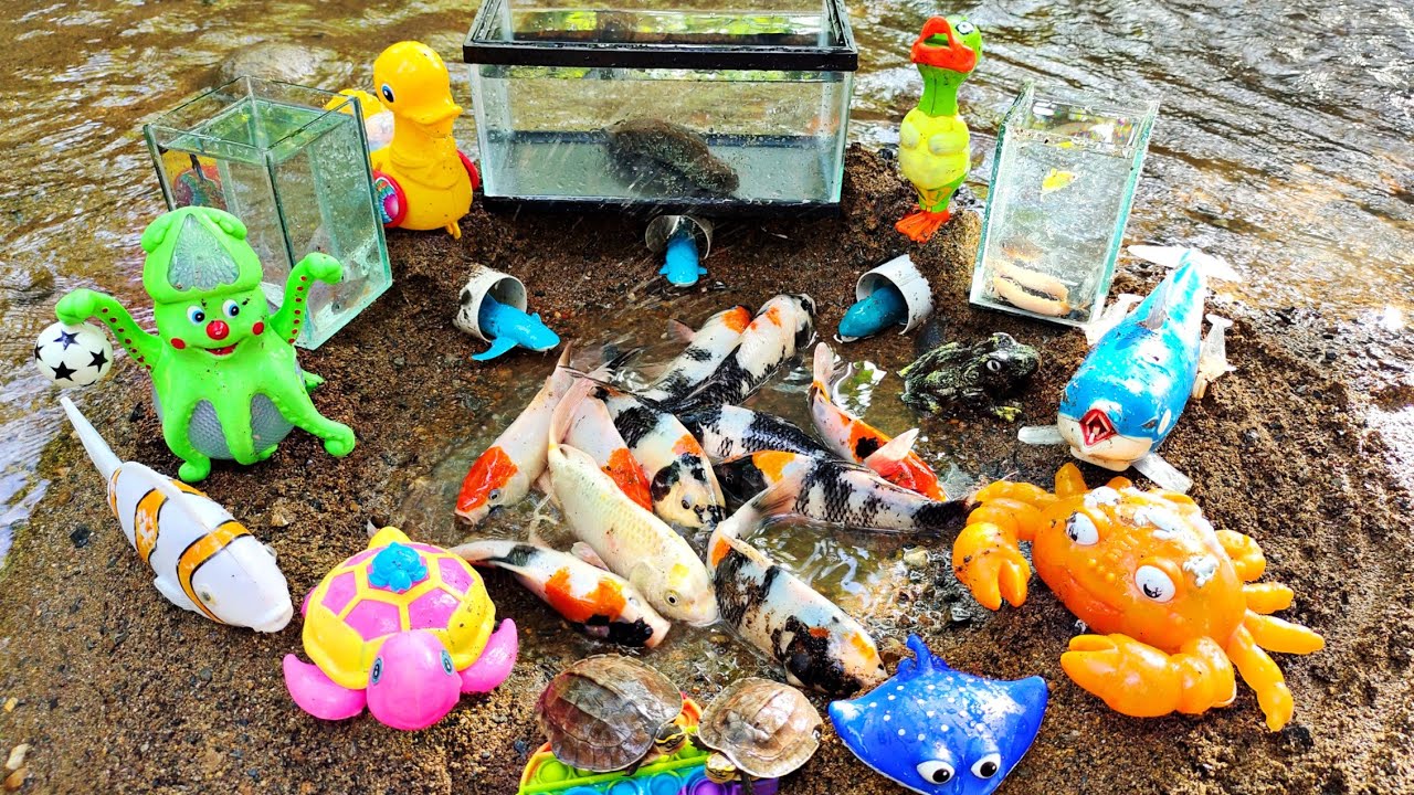 find ornamental fish traps, channa fish, betta fish, glofish fish ...