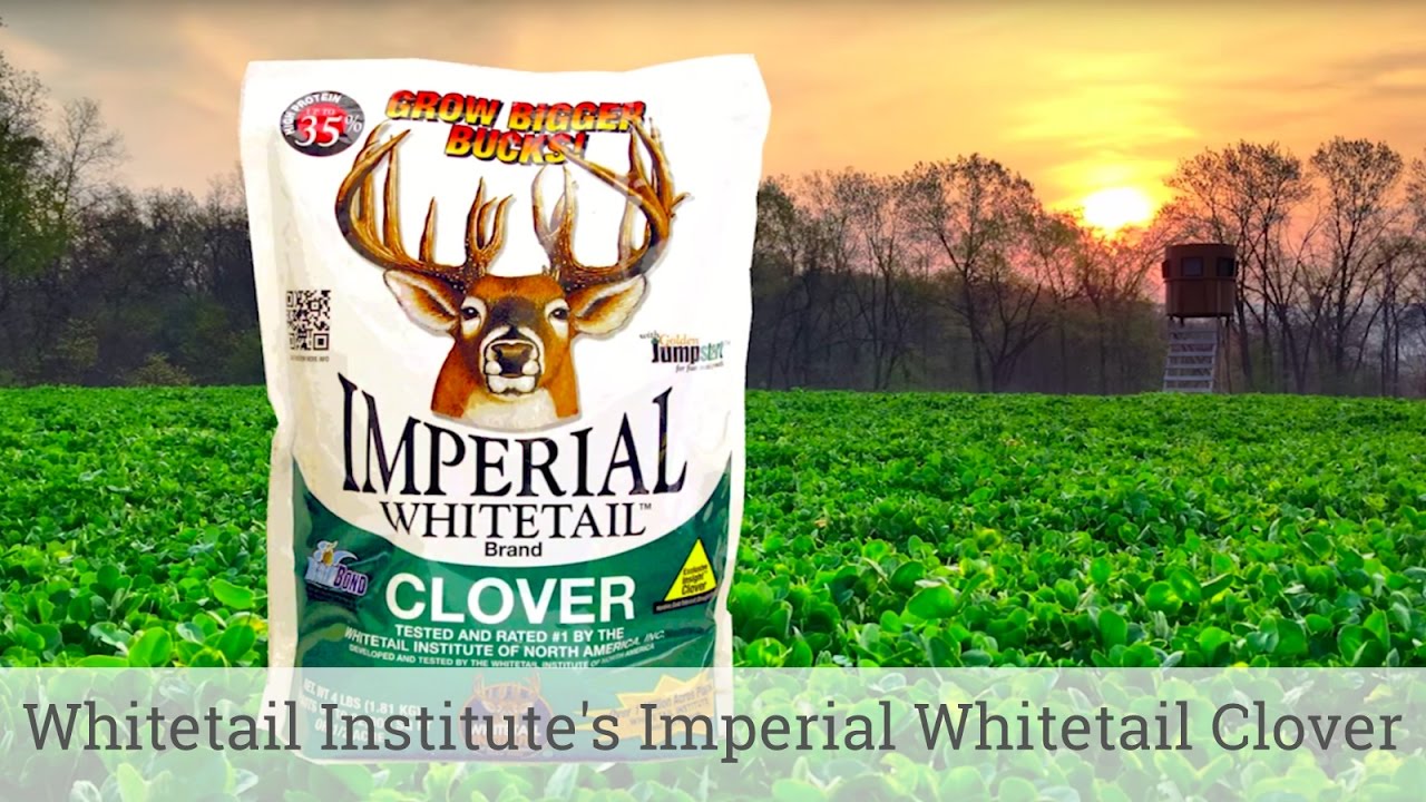 Whitetail Institute's Imperial Whitetail Clover - YouTube