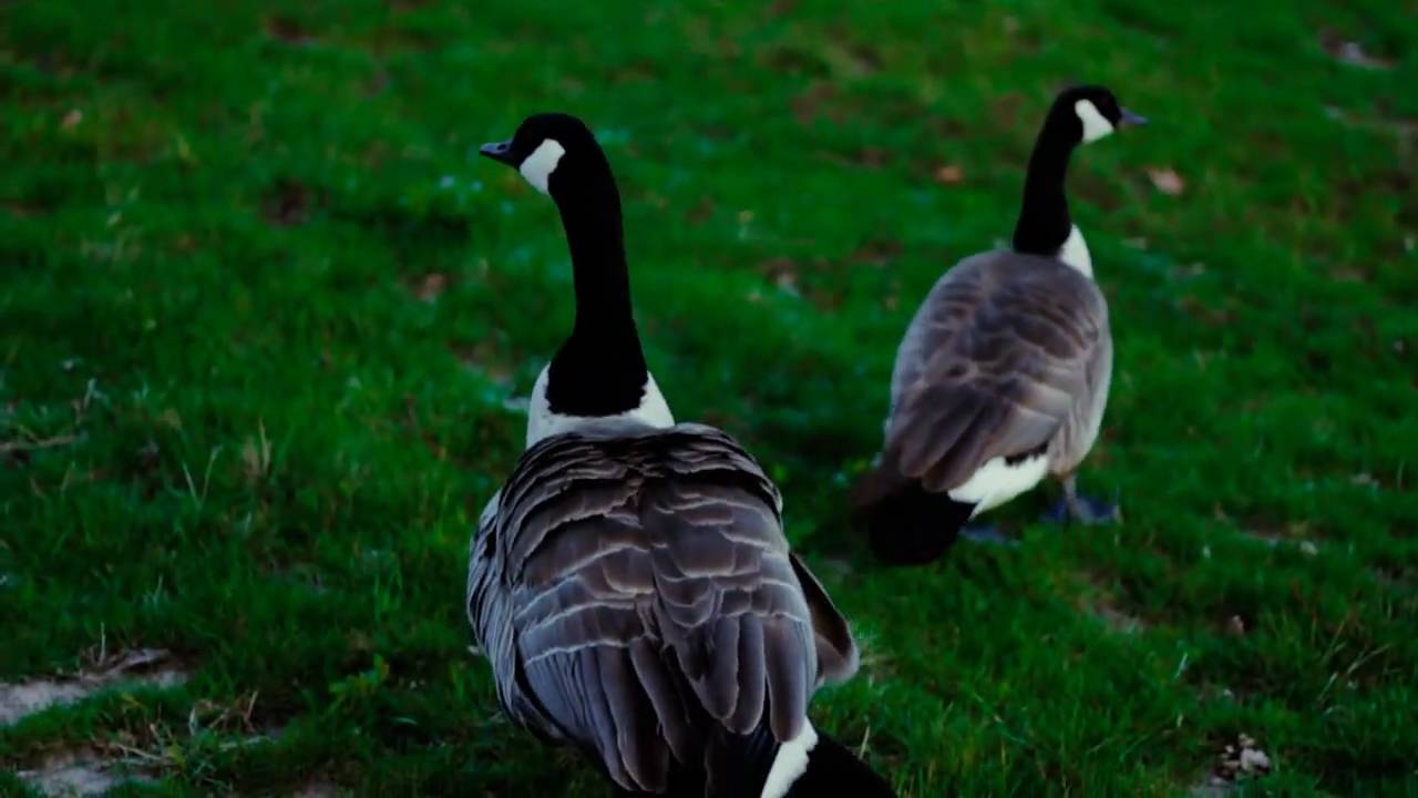 Angry Hissing Geese - YouTube