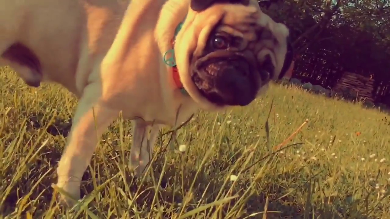 funny pug running in slo-mo - YouTube