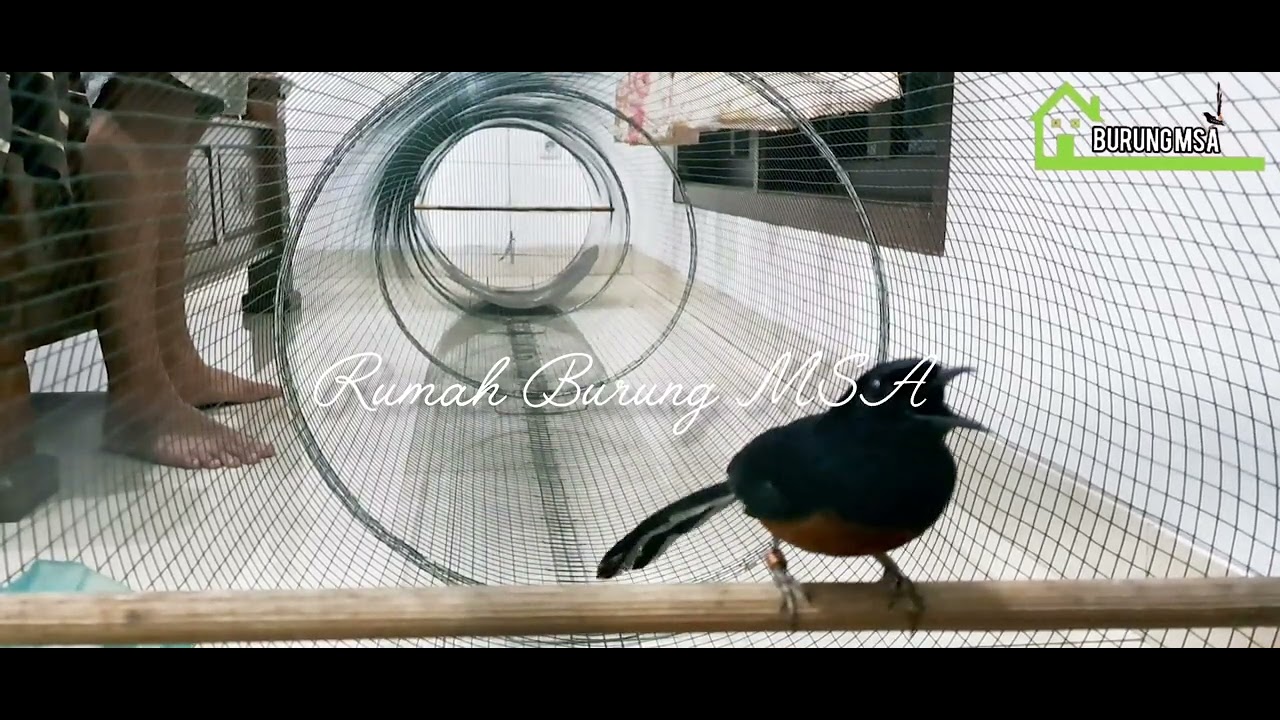 Murai batu pitung umbar malem malem, masuk umbaran bisa malam hari buat ...