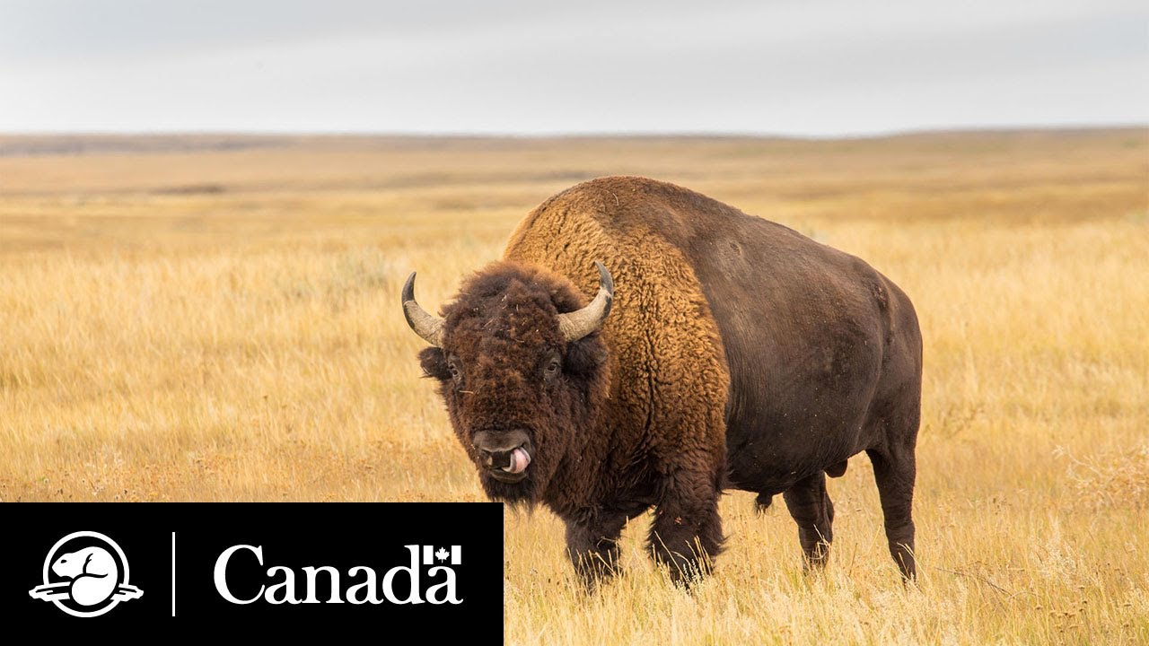 The Return of Plains Bison to The Key First Nation | Field Notes ...