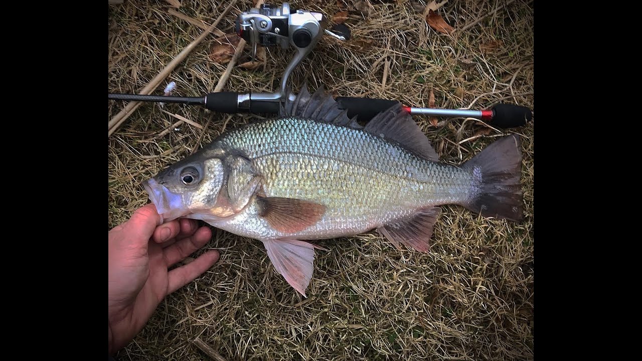 Trophy White Perch - Prespawn Winter Bite - YouTube