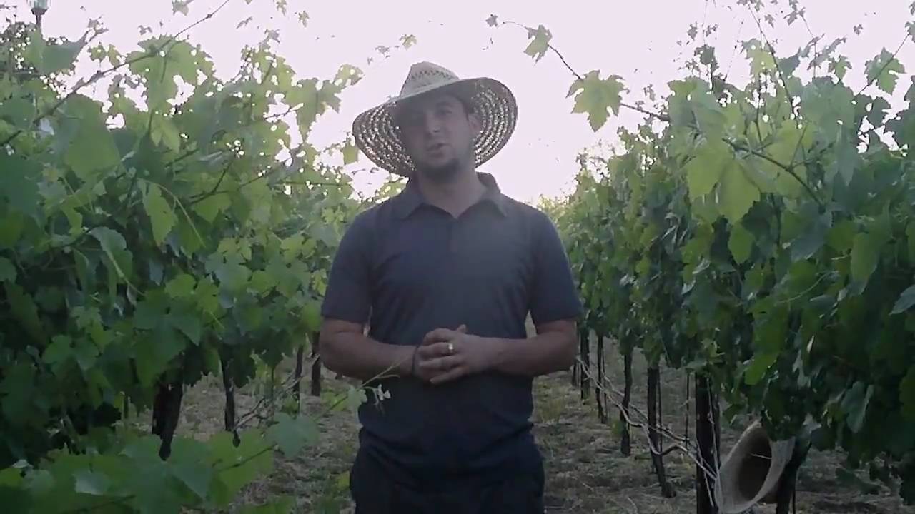 Cellar Rat TV - Episode 21 - Vineyard Maintenance - YouTube