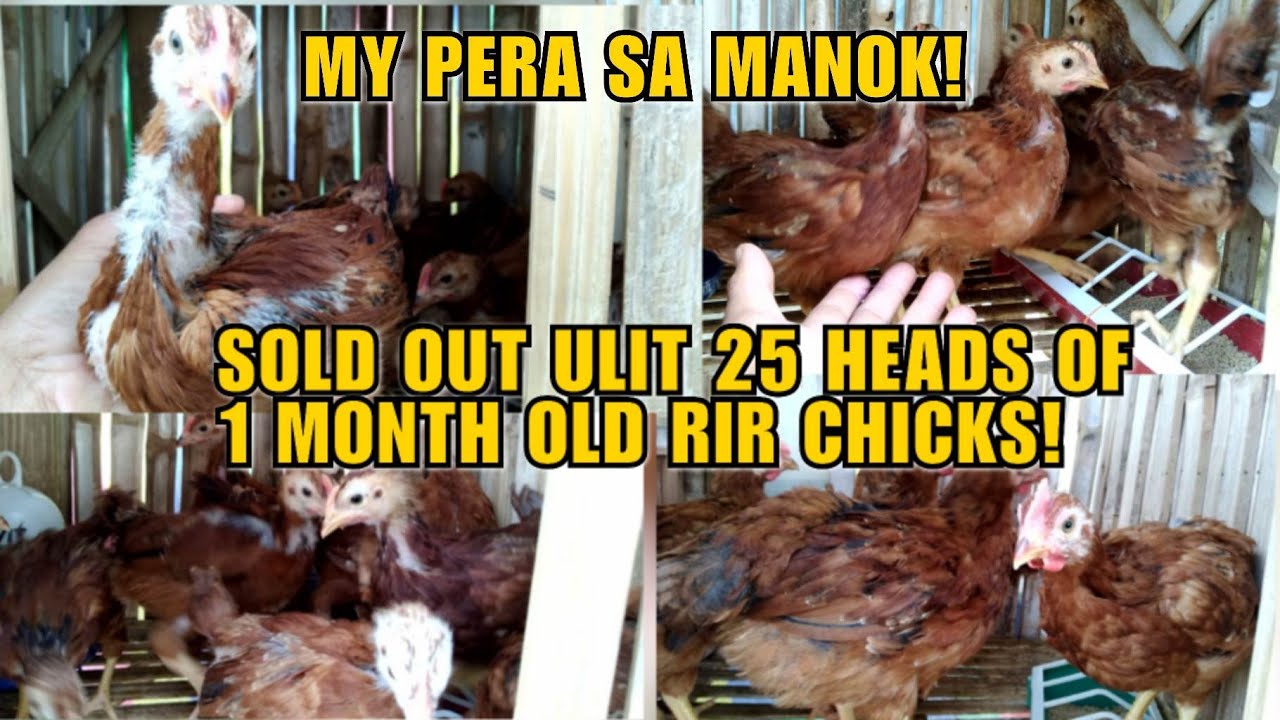 MY PERA SA MANOK SOLD OUT ULIT 25 HEADS OF 1 MONTH OLD RIR CHICKS ...