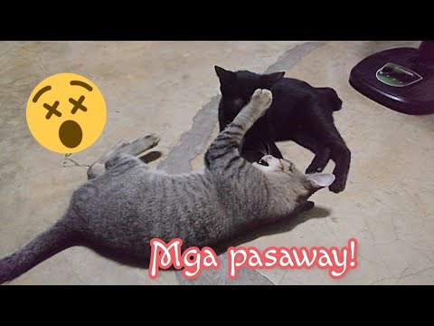 Laro na nauwi sa away! | EVERYDAY WITH CATS #10 ||Look CAT Us