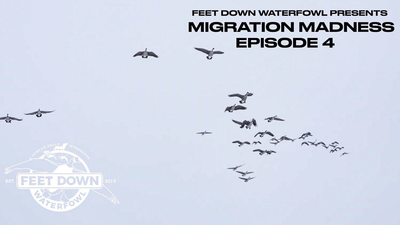 Migration Madness Episode 4 - The Final Stretch (Feet Down Waterfowl ...