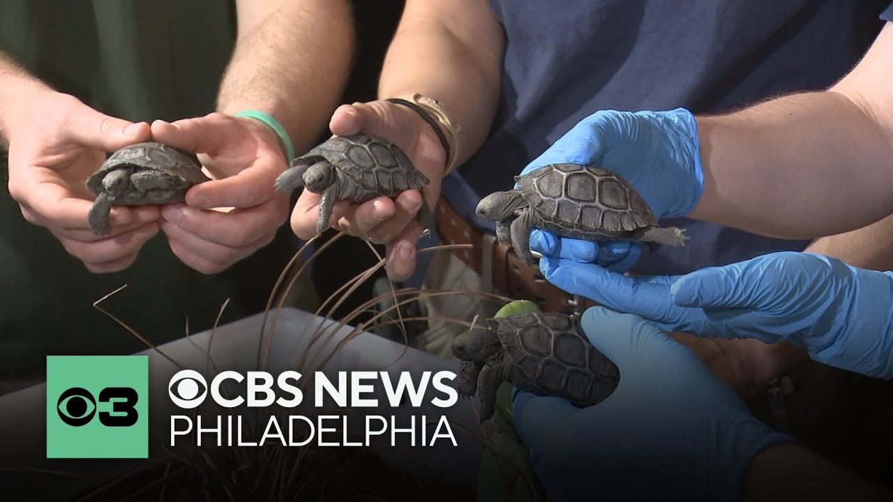 Philadelphia Zoo debuts 4 new Galapagos tortoise hatchlings - YouTube