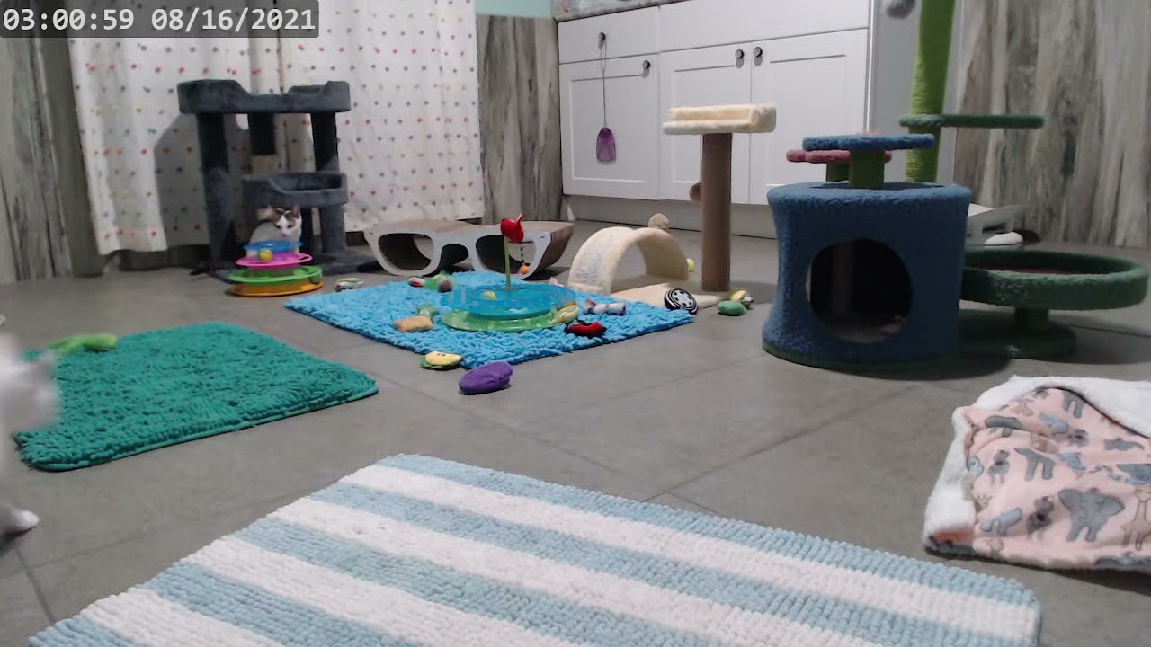 Kitkat Playroom: Epic Kitten Takedown - YouTube