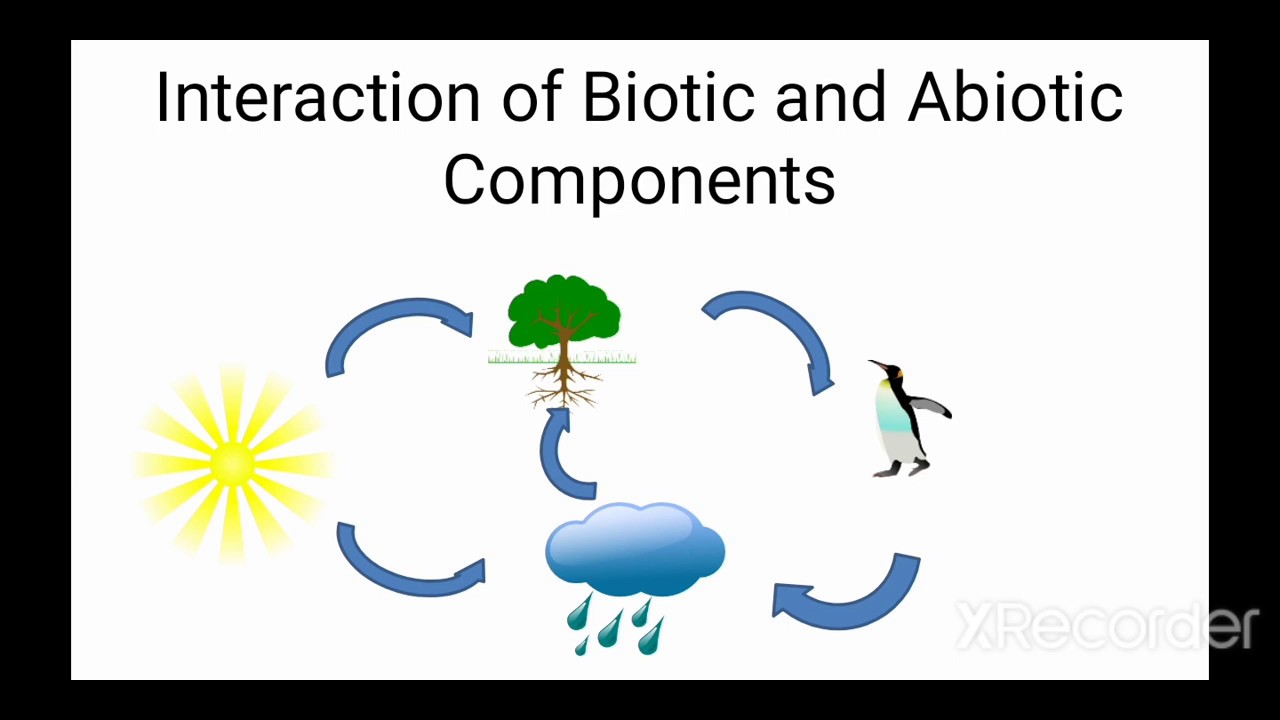 Biotic and Abiotic components I Environment and Ecosystem I ...