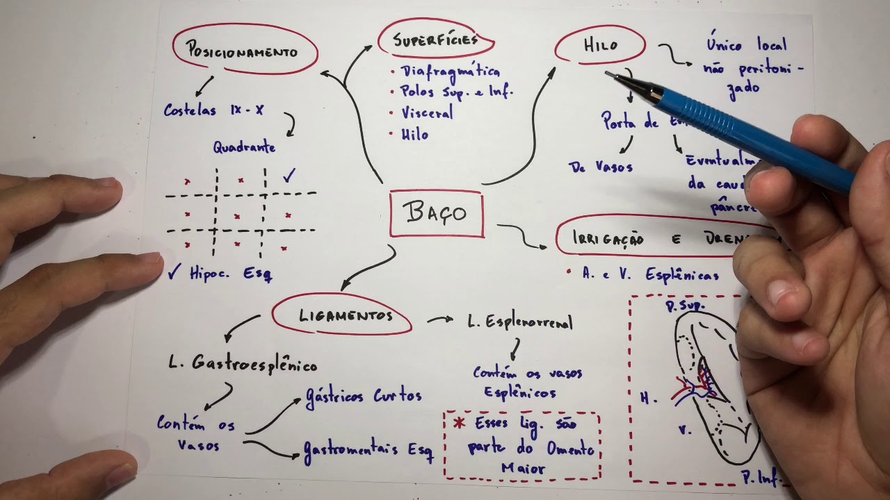 Anatomia Do Baco