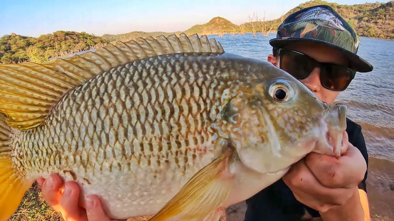 Awesome Afternoon of Tilapia (Bream/Kurper) Fishing - YouTube